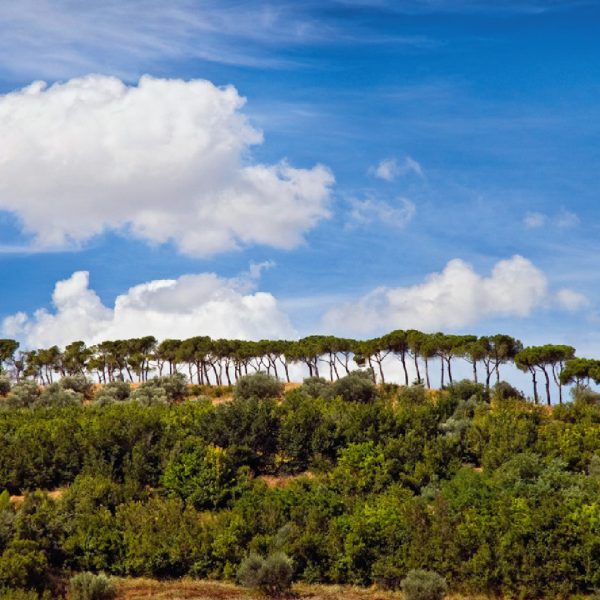 Visit Pineto - Visit Pineto